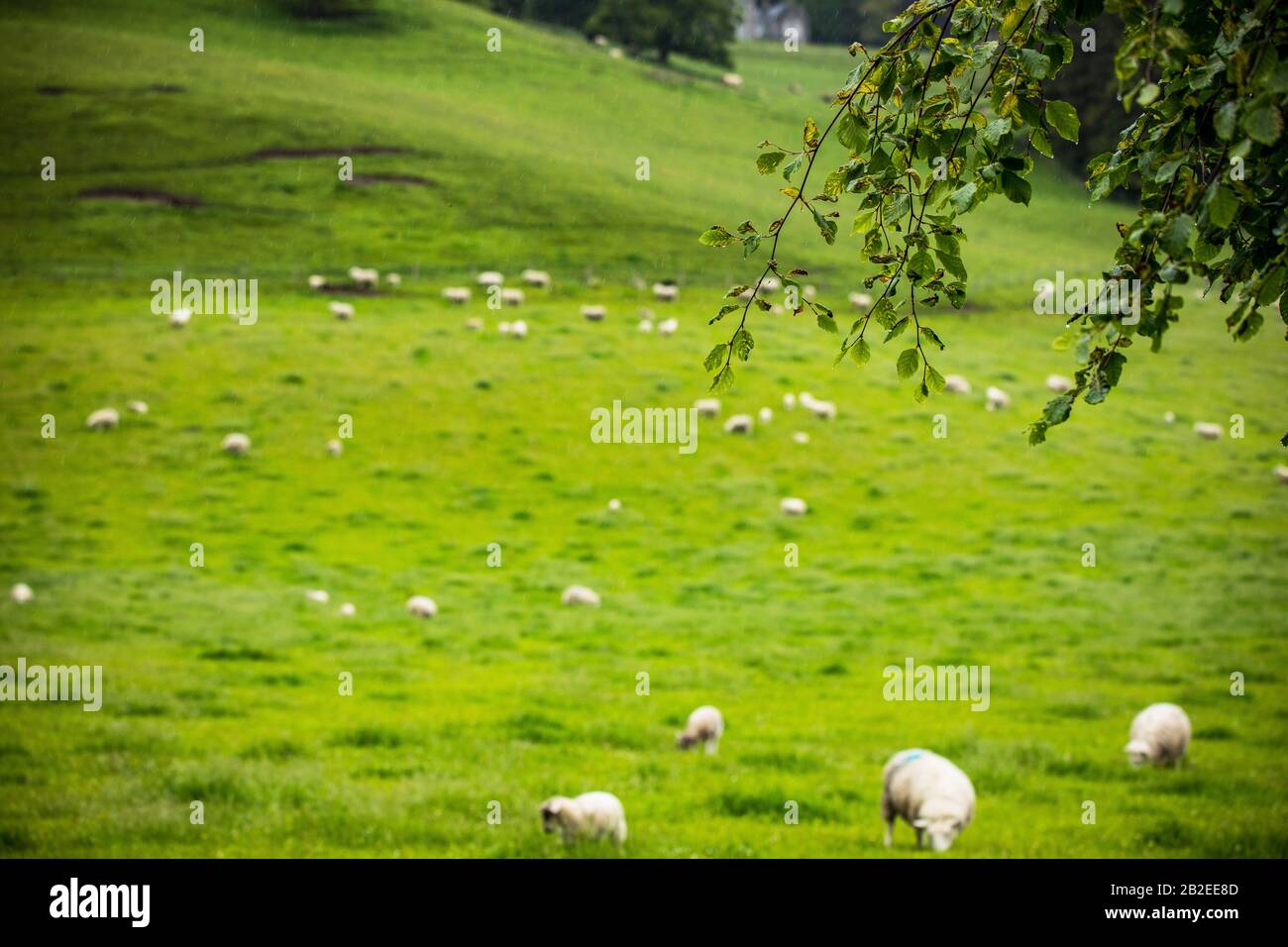 Scenic Scotland meadows with sheep in traditional landscape Stock Photo ...