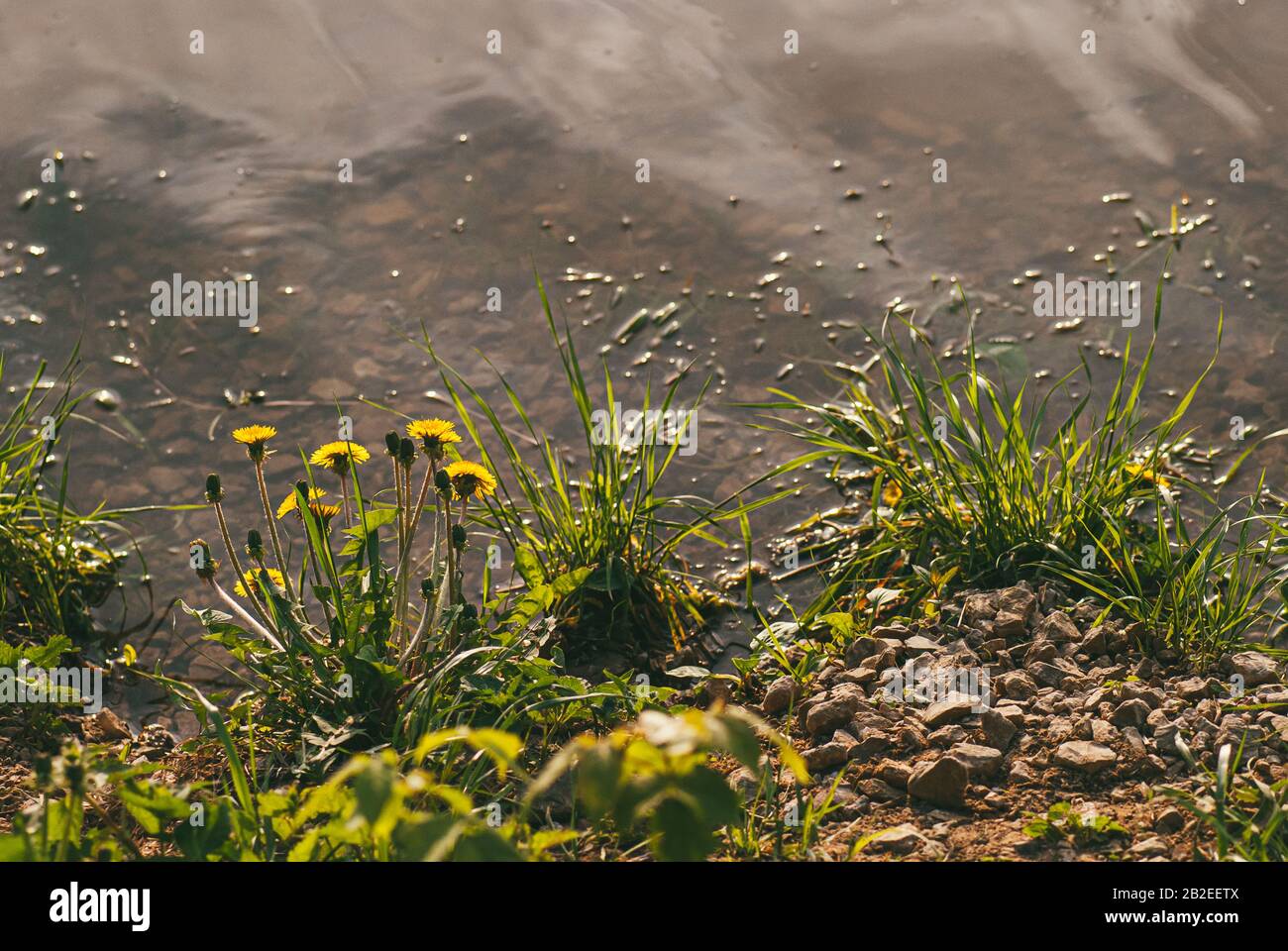Yellow dandelions on the background of the river surrounded by stones ...