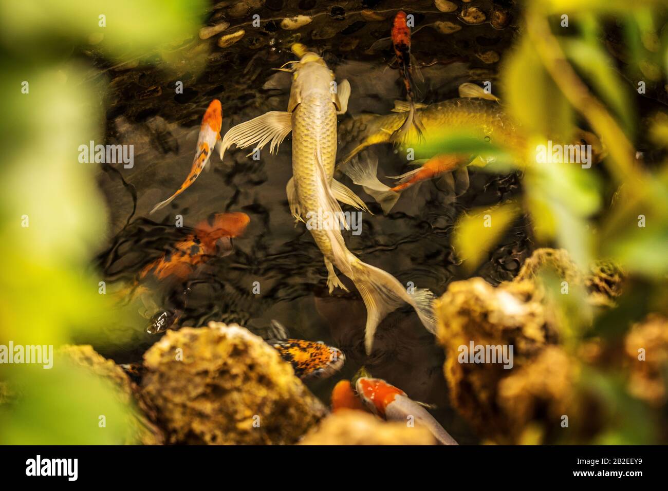 Bright asian fish at aquarium photo close-up Stock Photo - Alamy