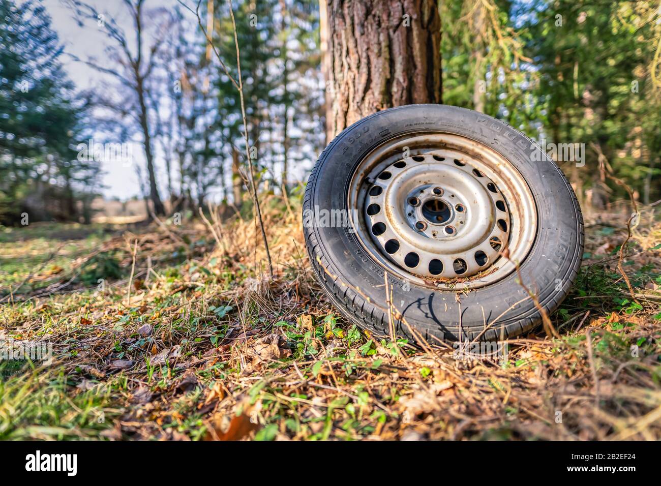 Environmental elapse in a forest, a left behind tire in pure nature ...