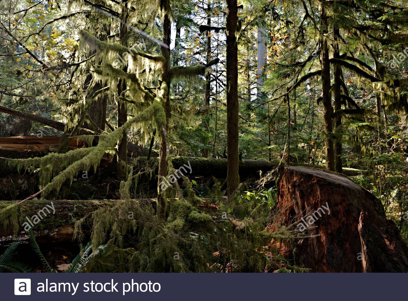 Fallen Logs Stock Photos & Fallen Logs Stock Images - Alamy