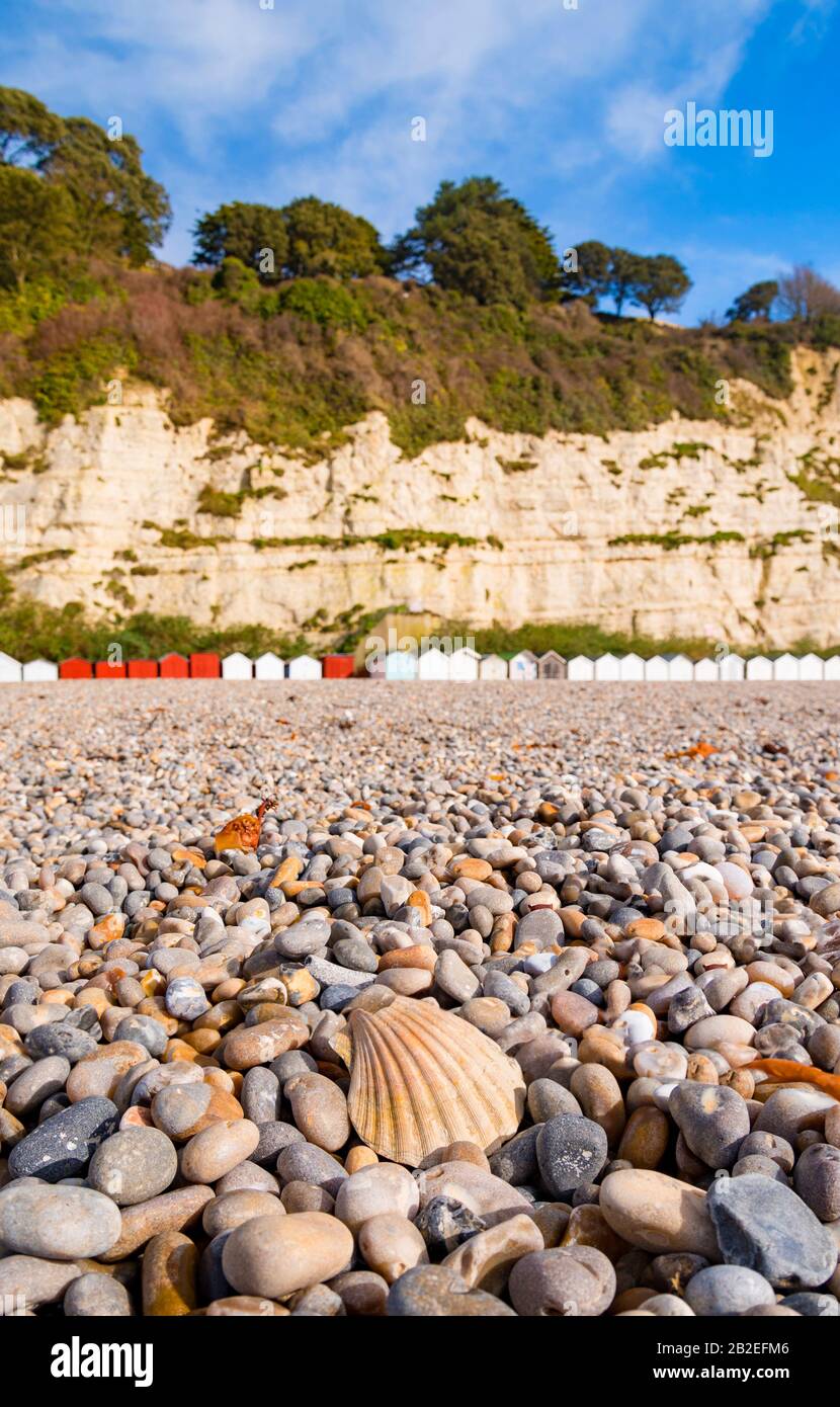 A scallop shell is washed up on the pebbled shoreline at Beer in Devon ...
