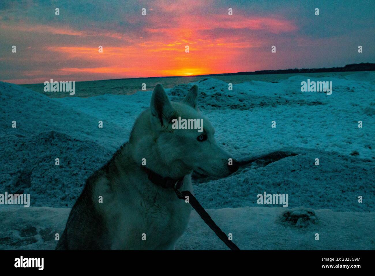 siberian husky at beach during winter during sunset in Canada Stock ...