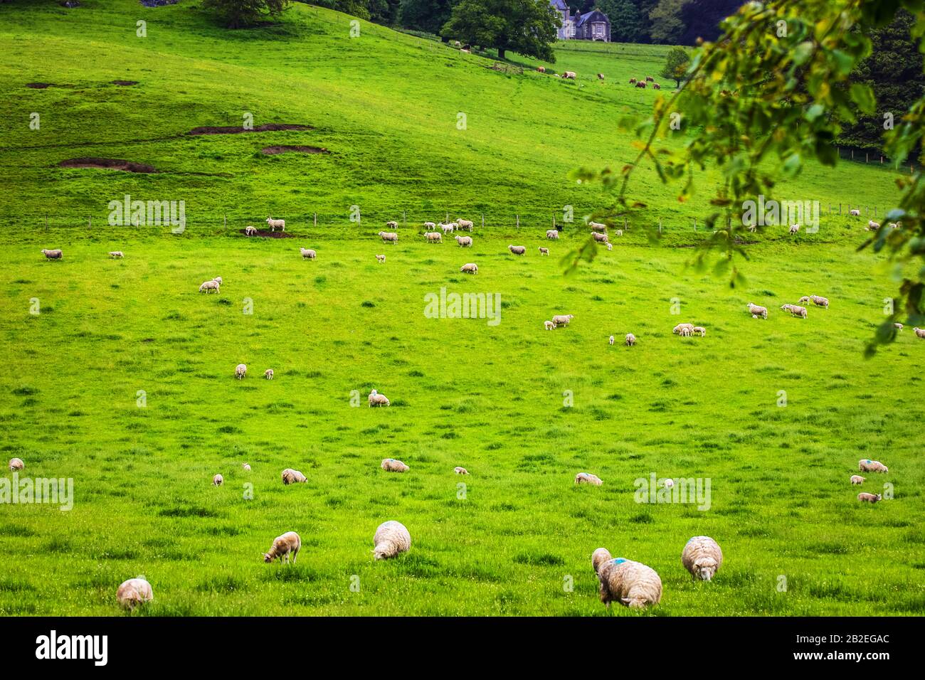 Scenic Scotland meadows with sheep in traditional landscape Stock Photo ...