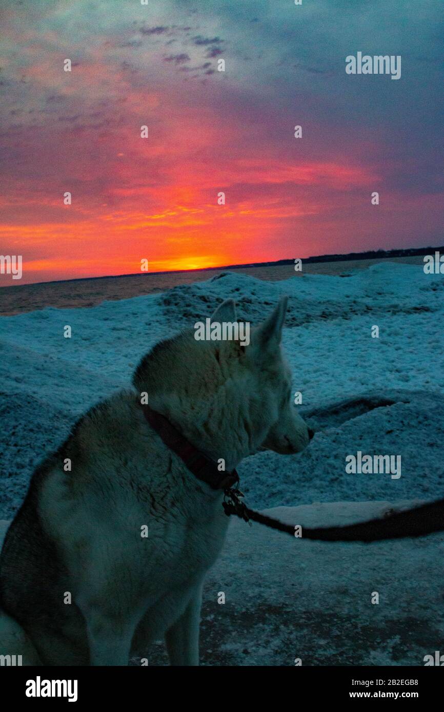 siberian husky at beach during winter during sunset in Canada Stock ...