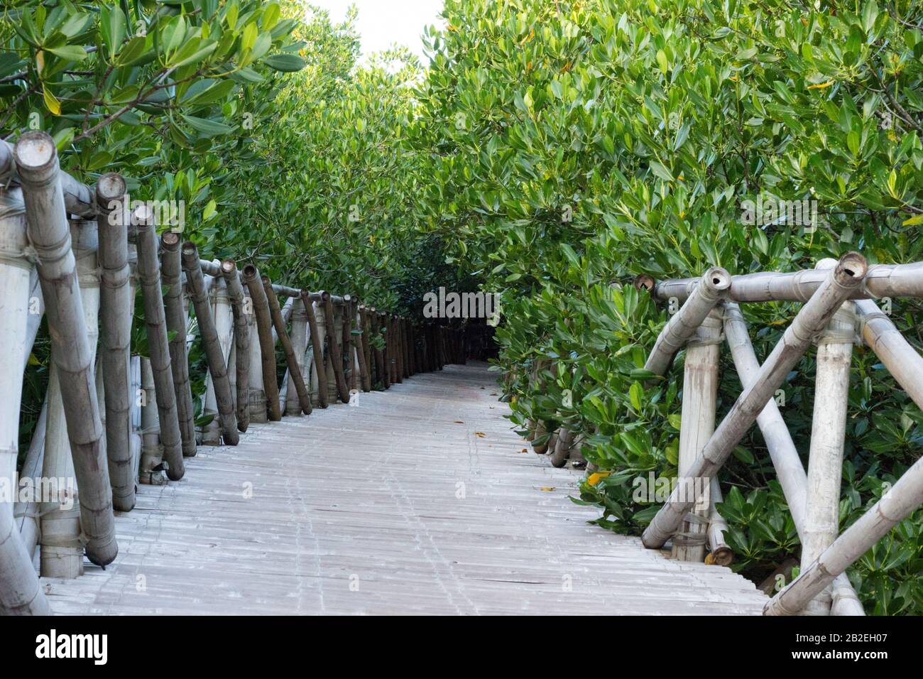 Bamboo walk with green surroundings Stock Photo - Alamy