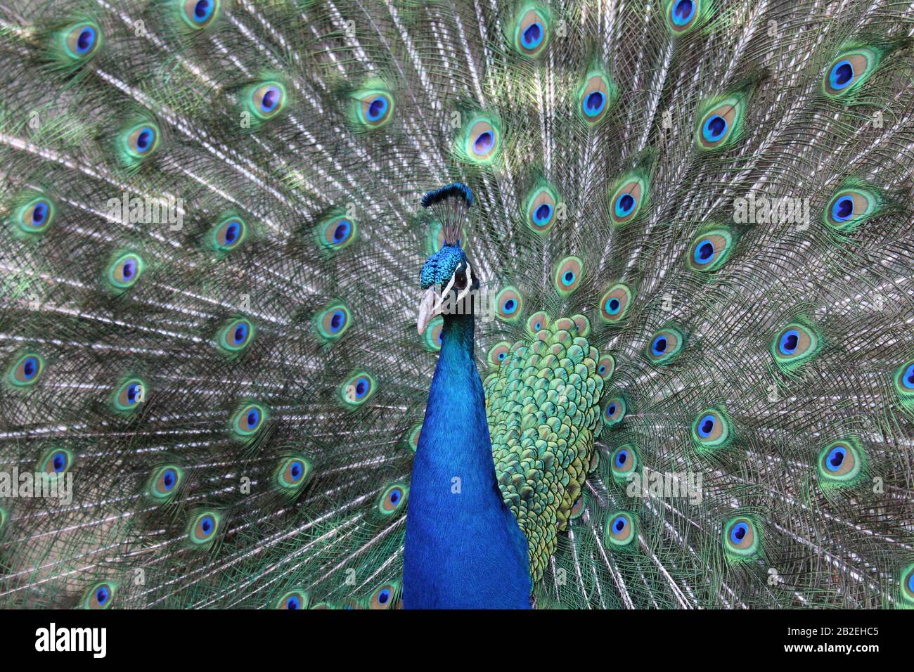 Vibrant peacock hi-res stock photography and images - Alamy