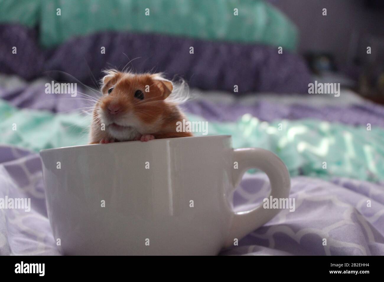 Teacup Hamster