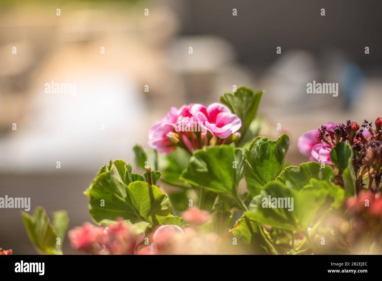 Radiant sunlight to the garden Stock Photo - Alamy
