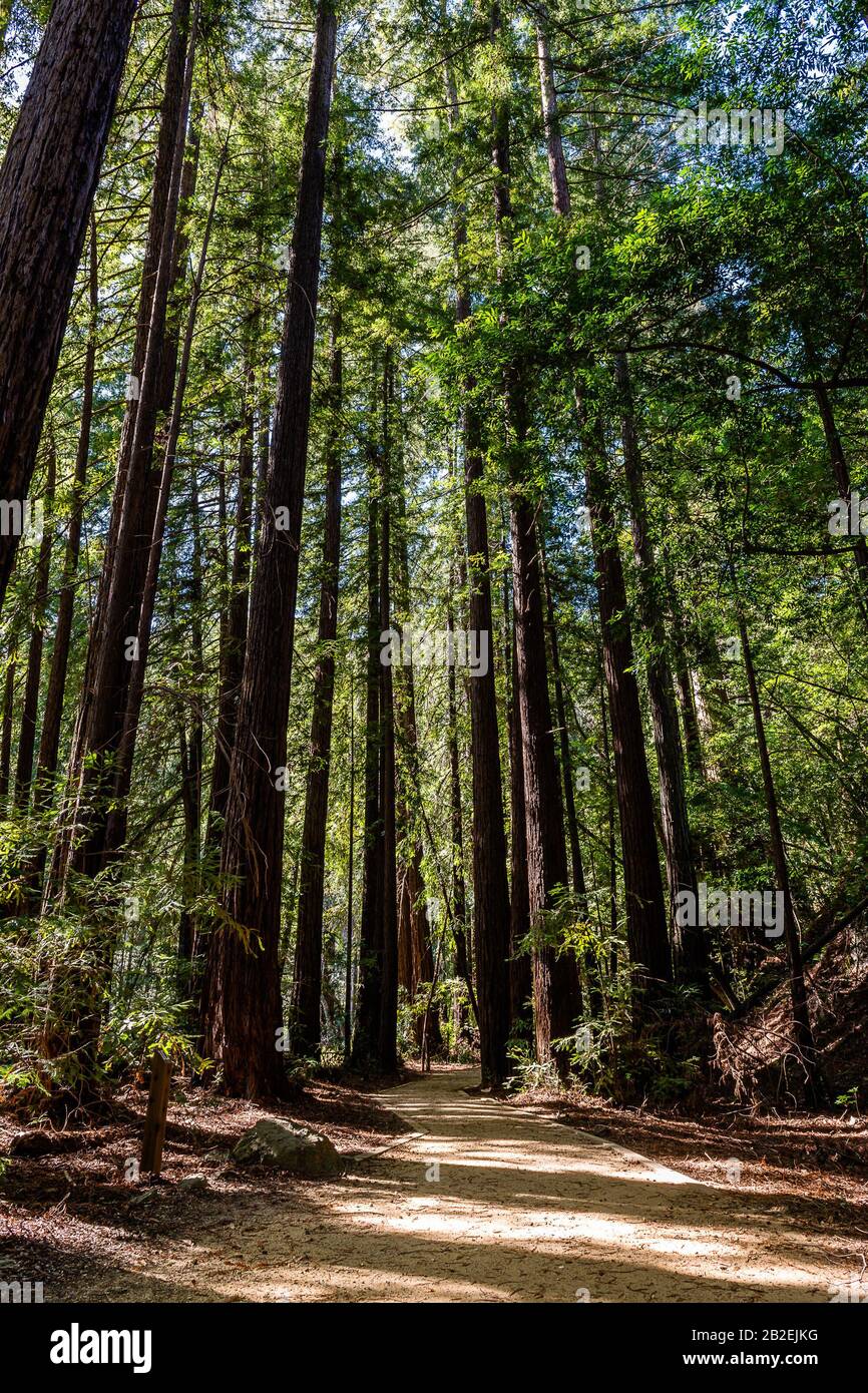 Big sur redwoods hi-res stock photography and images - Alamy