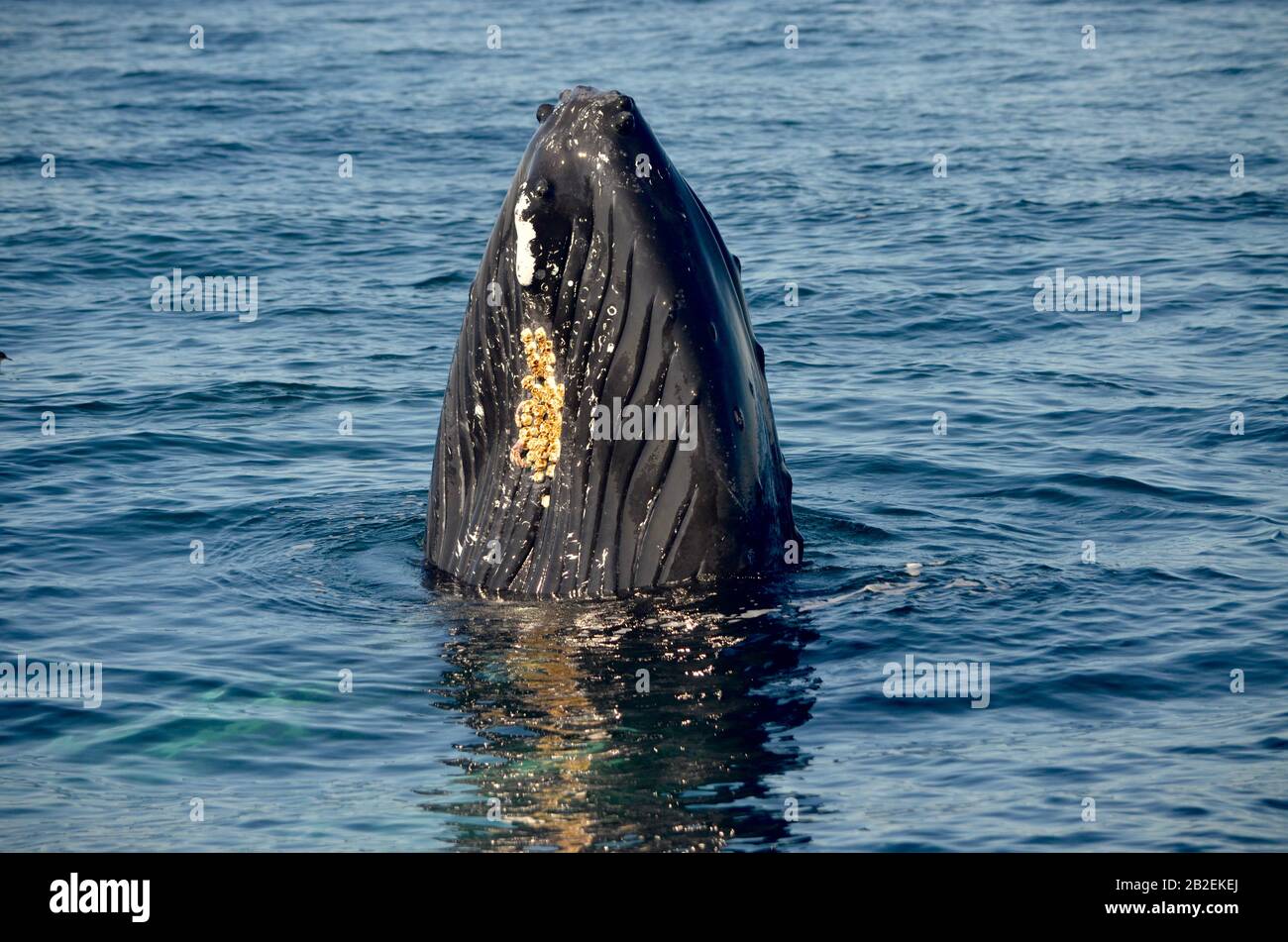 Humpback spy hop hi-res stock photography and images - Alamy