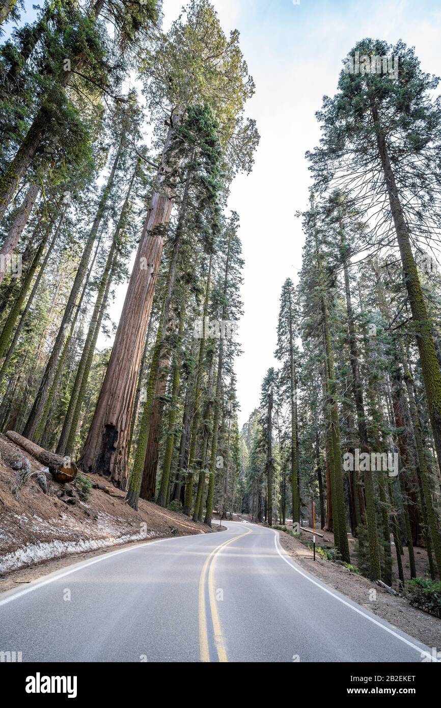 Vertical shot of roadway lined with giant Sequoia trees in Sequoia ...