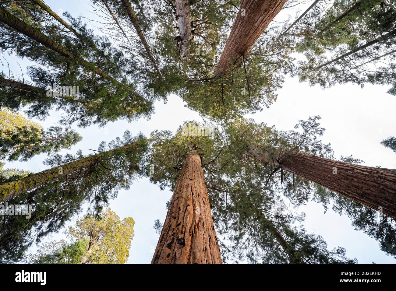Looking up at giant sequoia trees and sky in Sequoia National Park ...