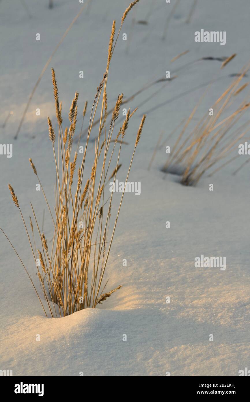 Plant rising up from snow Stock Photo - Alamy