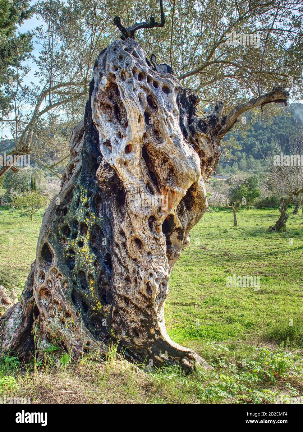 Interesting grove of trees hi-res stock photography and images - Alamy