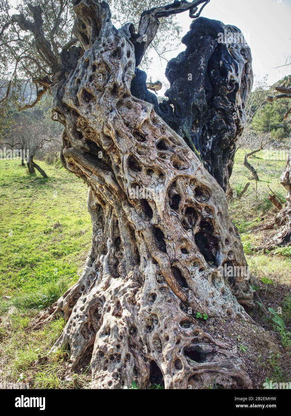 Very old olive trees in the mountain garden of Malorca island. Old ...