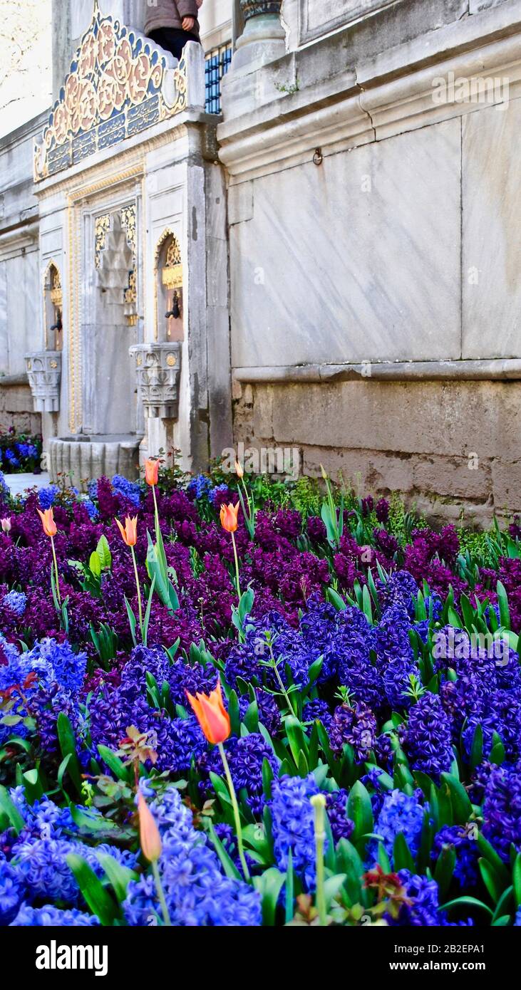 Flowers outside the Topkapi Palace in Istanbul, Turkey. Purple hyacinth ...