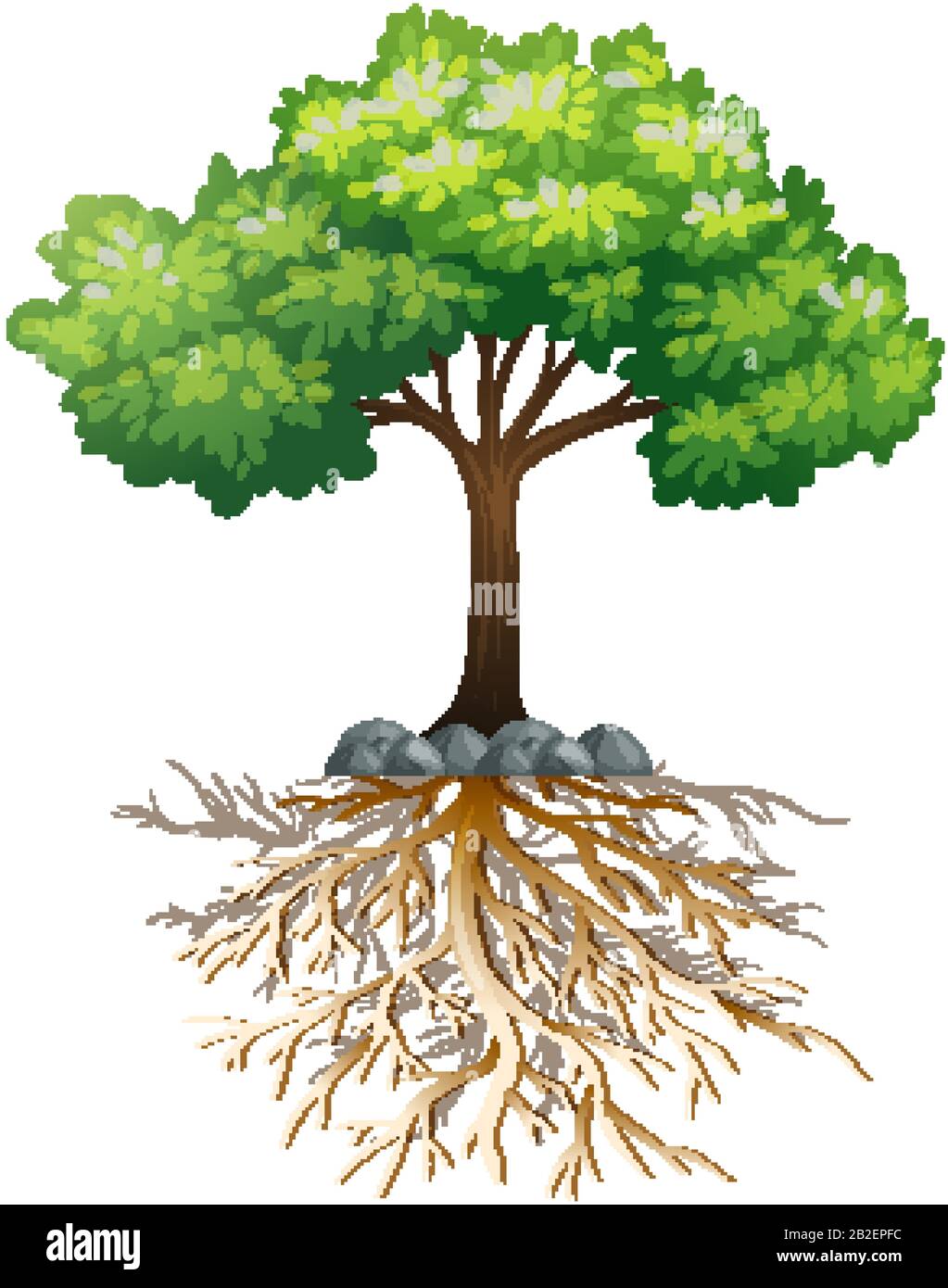 Big green tree with roots underground on white background illustration ...