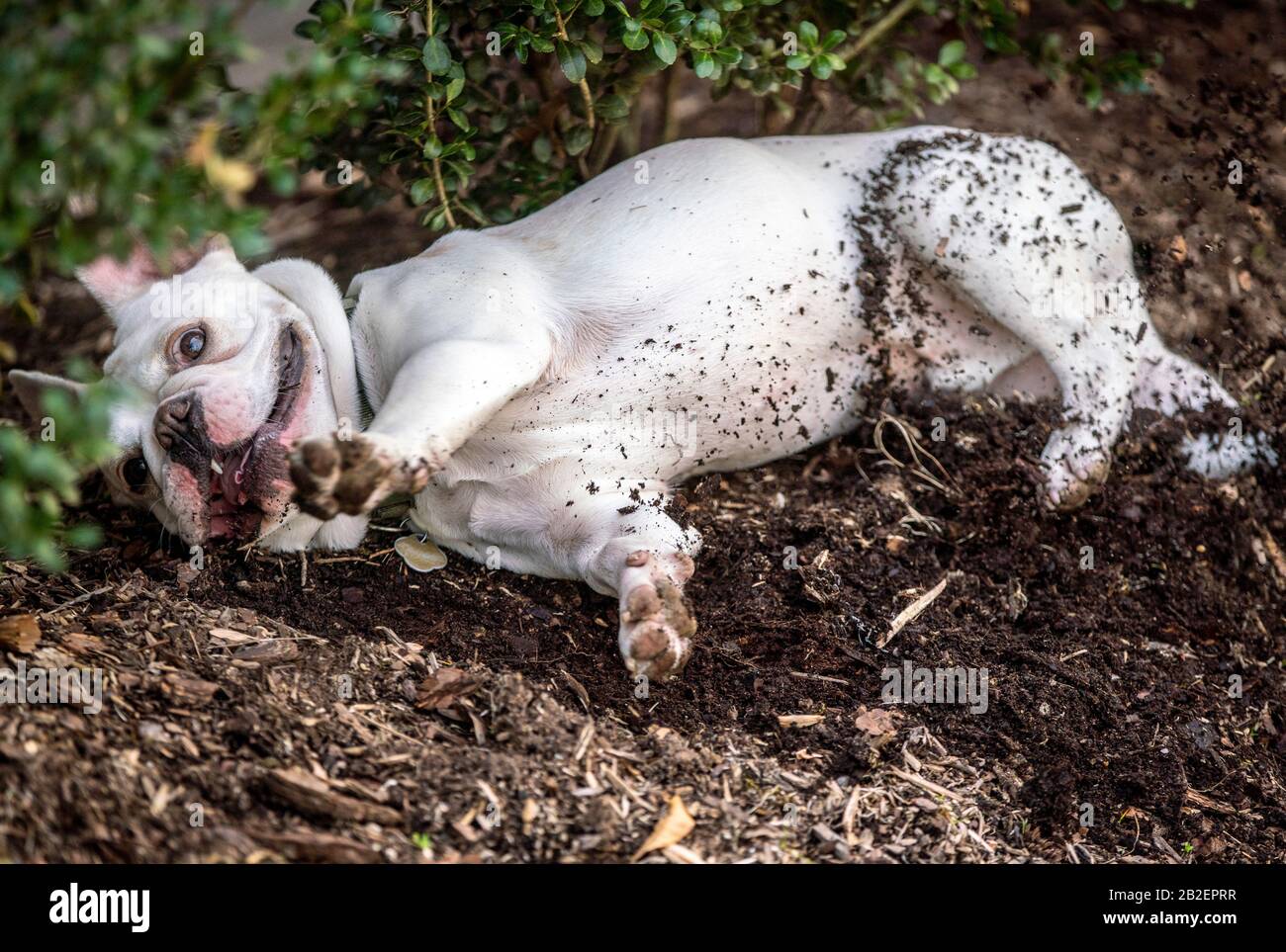 Mud pile hi-res stock photography and images - Alamy