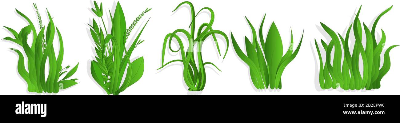 Vector illustration of grass, natural grass elements isolated white ...