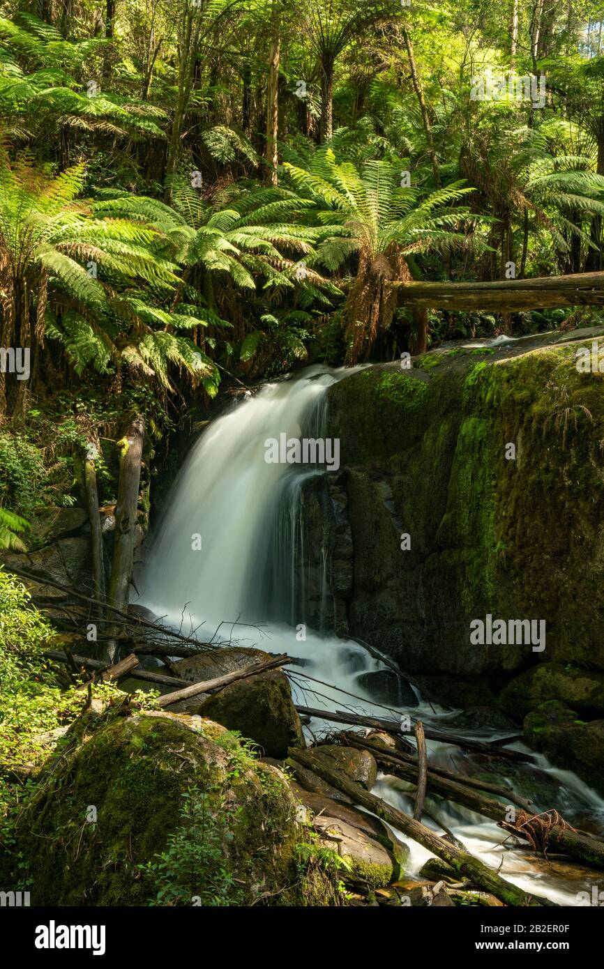 Toorongo river hi-res stock photography and images - Alamy