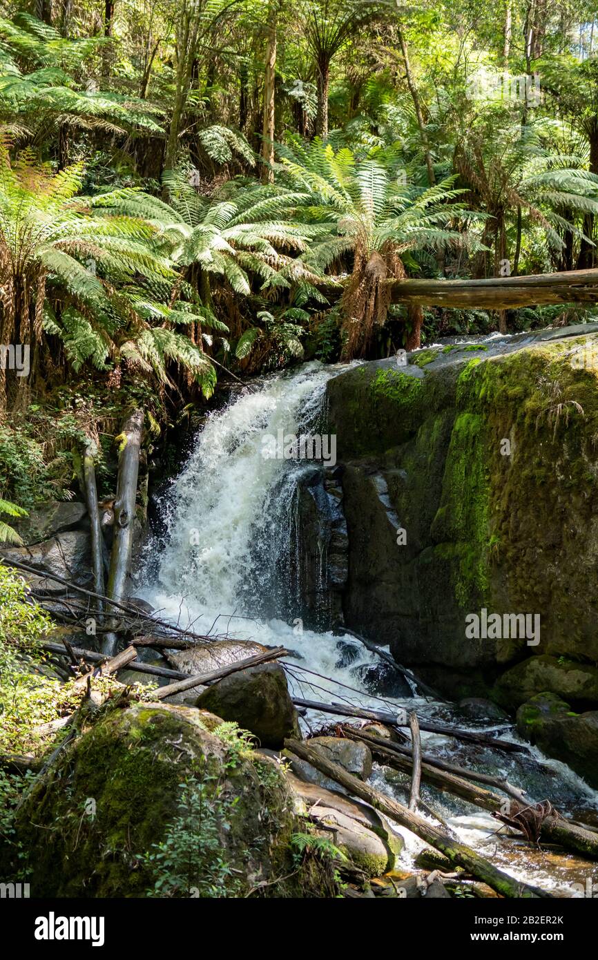 Toorongo river hi-res stock photography and images - Alamy