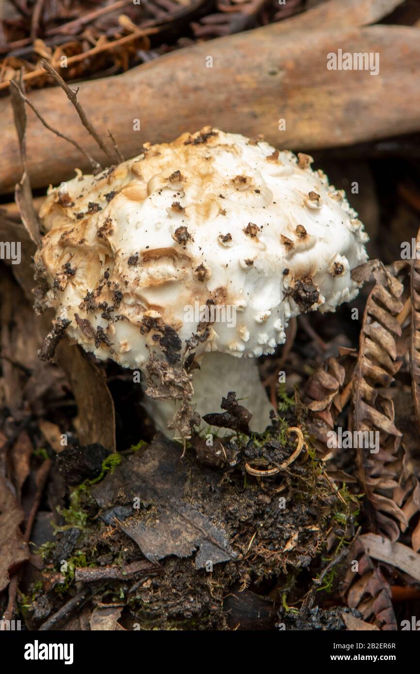 Boletellus sp hi-res stock photography and images - Alamy