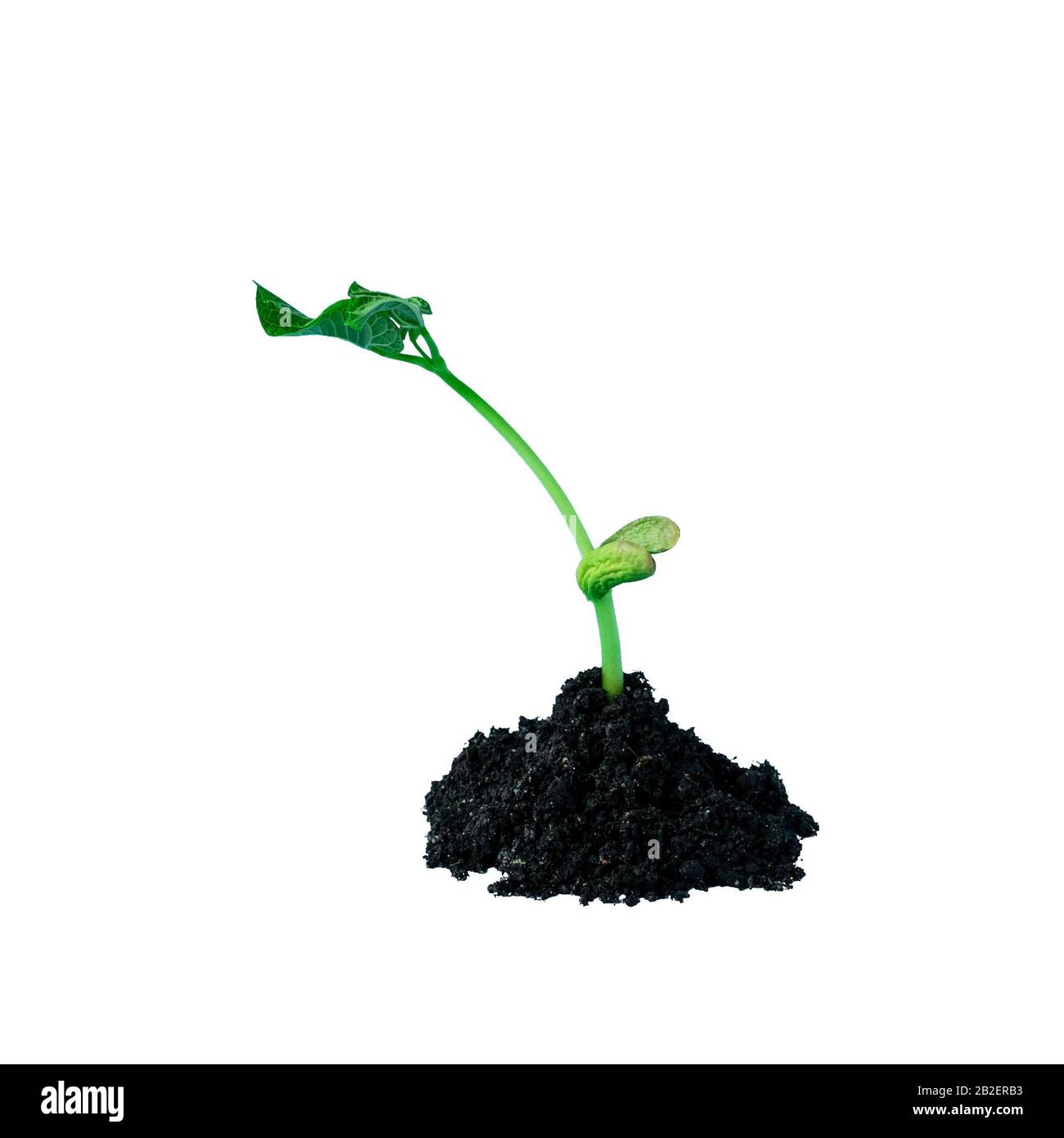 Growth Season Cut Out Stock Images & Pictures - Alamy