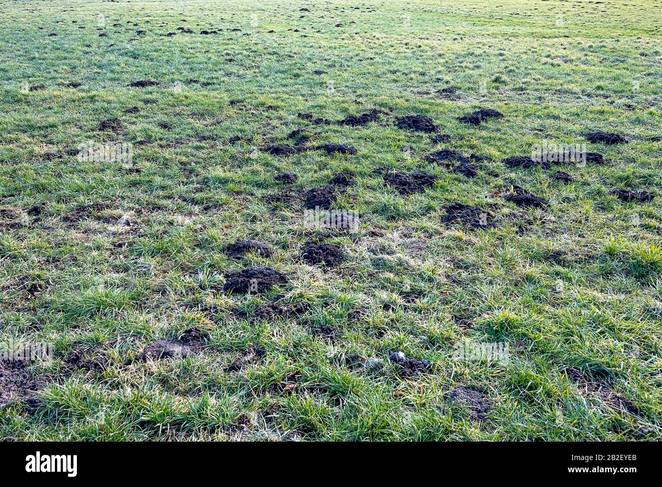 Mole digging burrow hi-res stock photography and images - Alamy