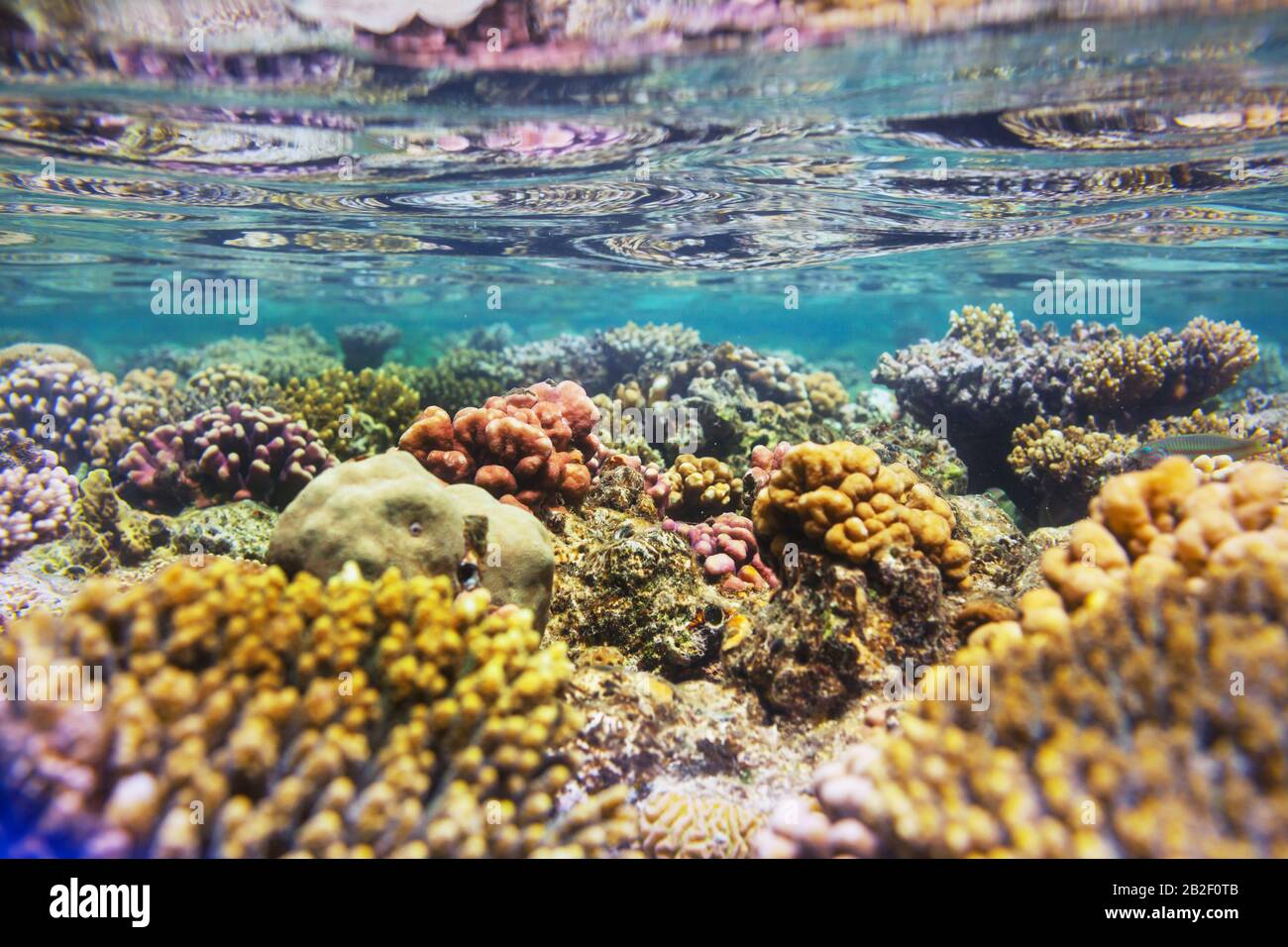 Living Coral reef in Red Sea, Egypt. Natural unusual background Stock ...