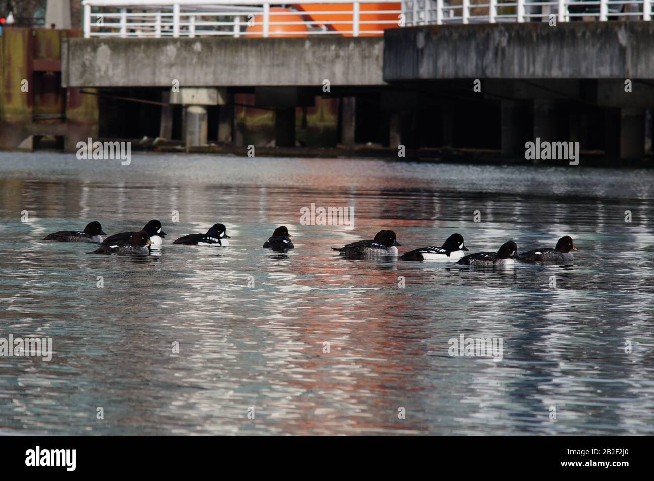 Water fowls playing in the open water Stock Photo - Alamy