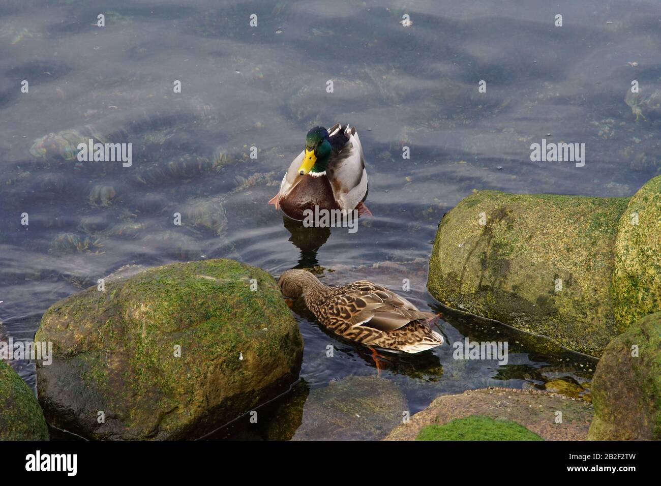 Water fowls playing in the open water Stock Photo - Alamy