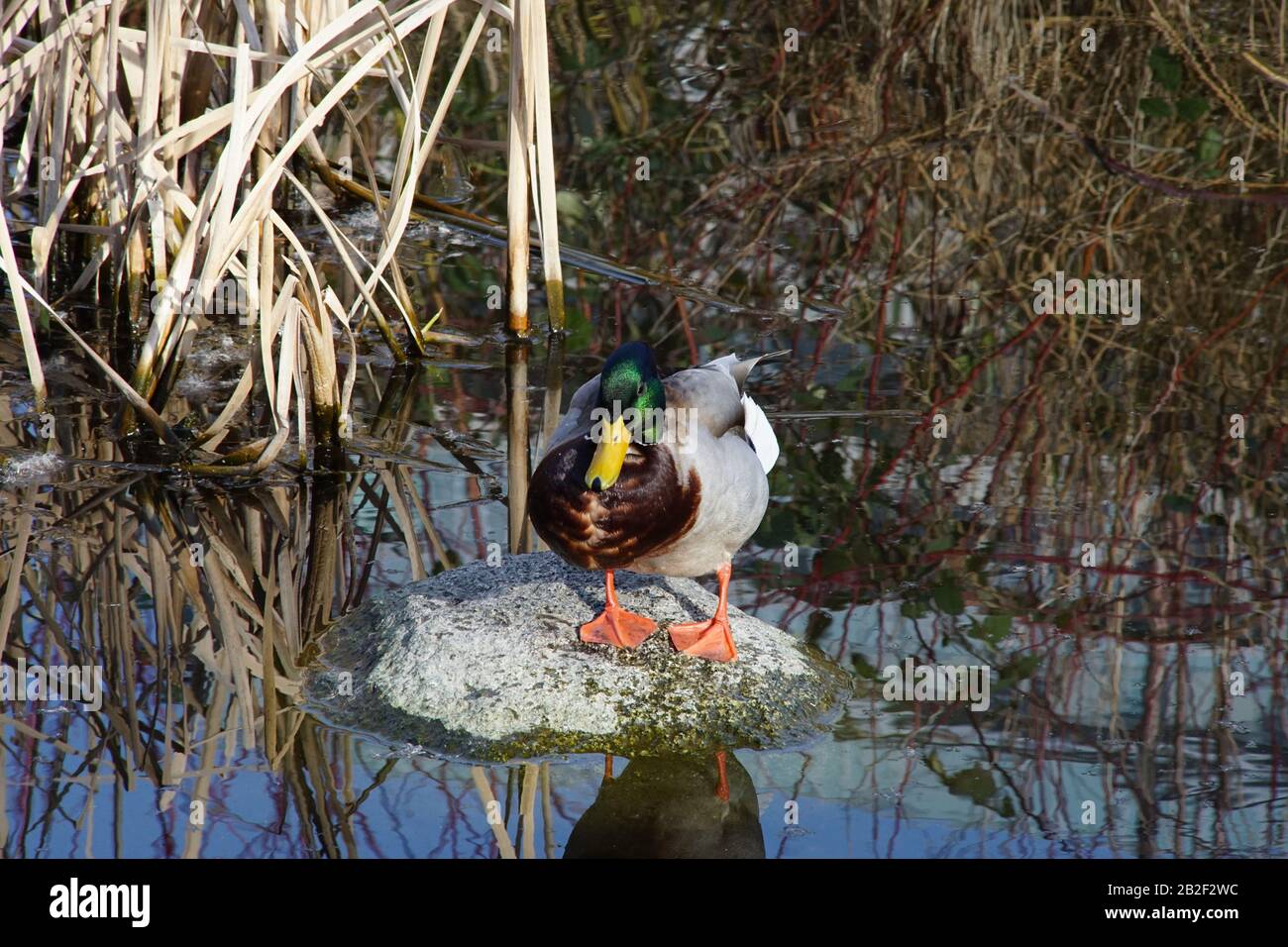 Water fowls playing in the open water Stock Photo - Alamy