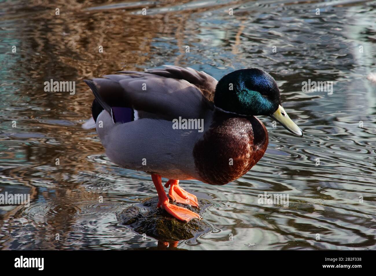 Water fowls playing in the open water Stock Photo - Alamy