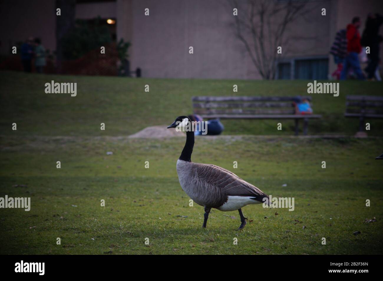 Goose playing hi-res stock photography and images - Alamy
