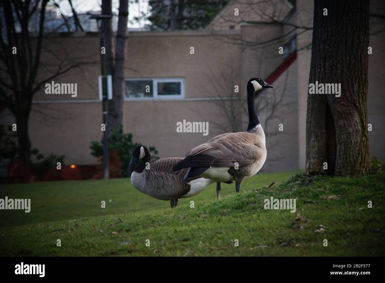 Goose playing hi-res stock photography and images - Alamy
