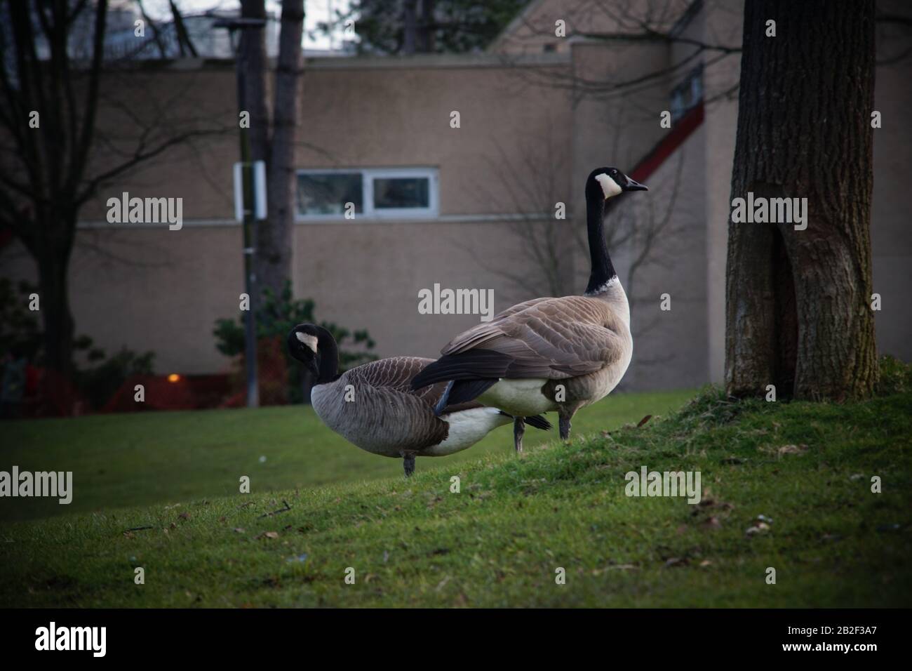 Goose playing hi-res stock photography and images - Alamy
