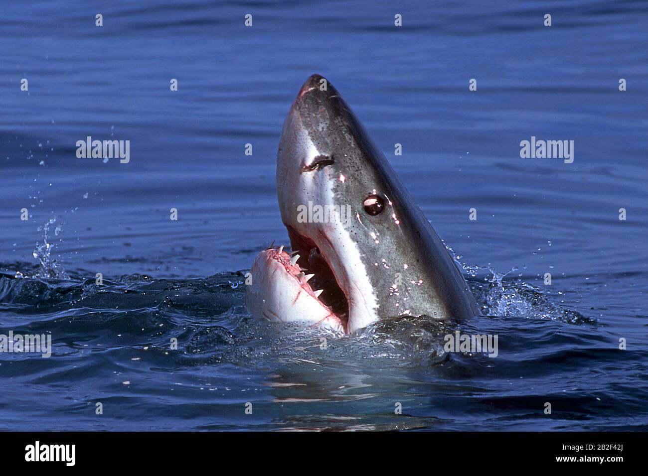 Carcharodon carcharias hi-res stock photography and images - Alamy