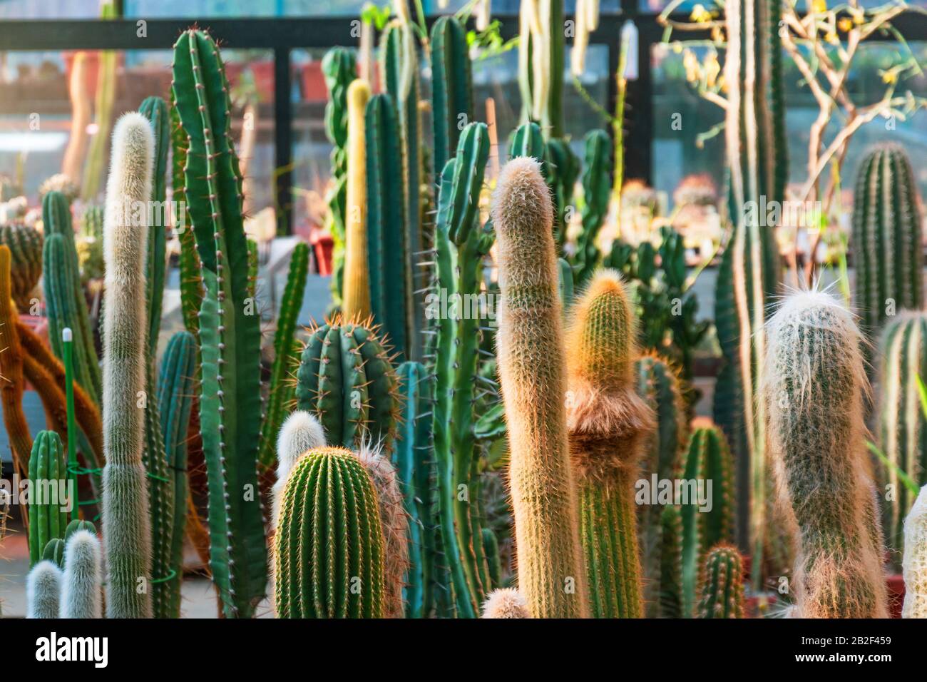 Tall cacti hi-res stock photography and images - Alamy