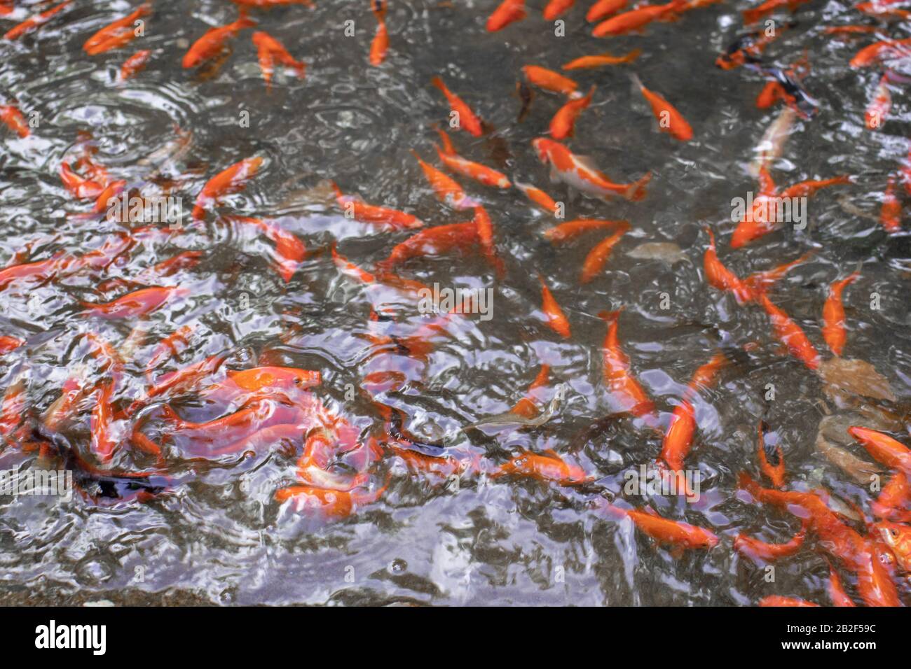 Gold carp hi-res stock photography and images - Alamy
