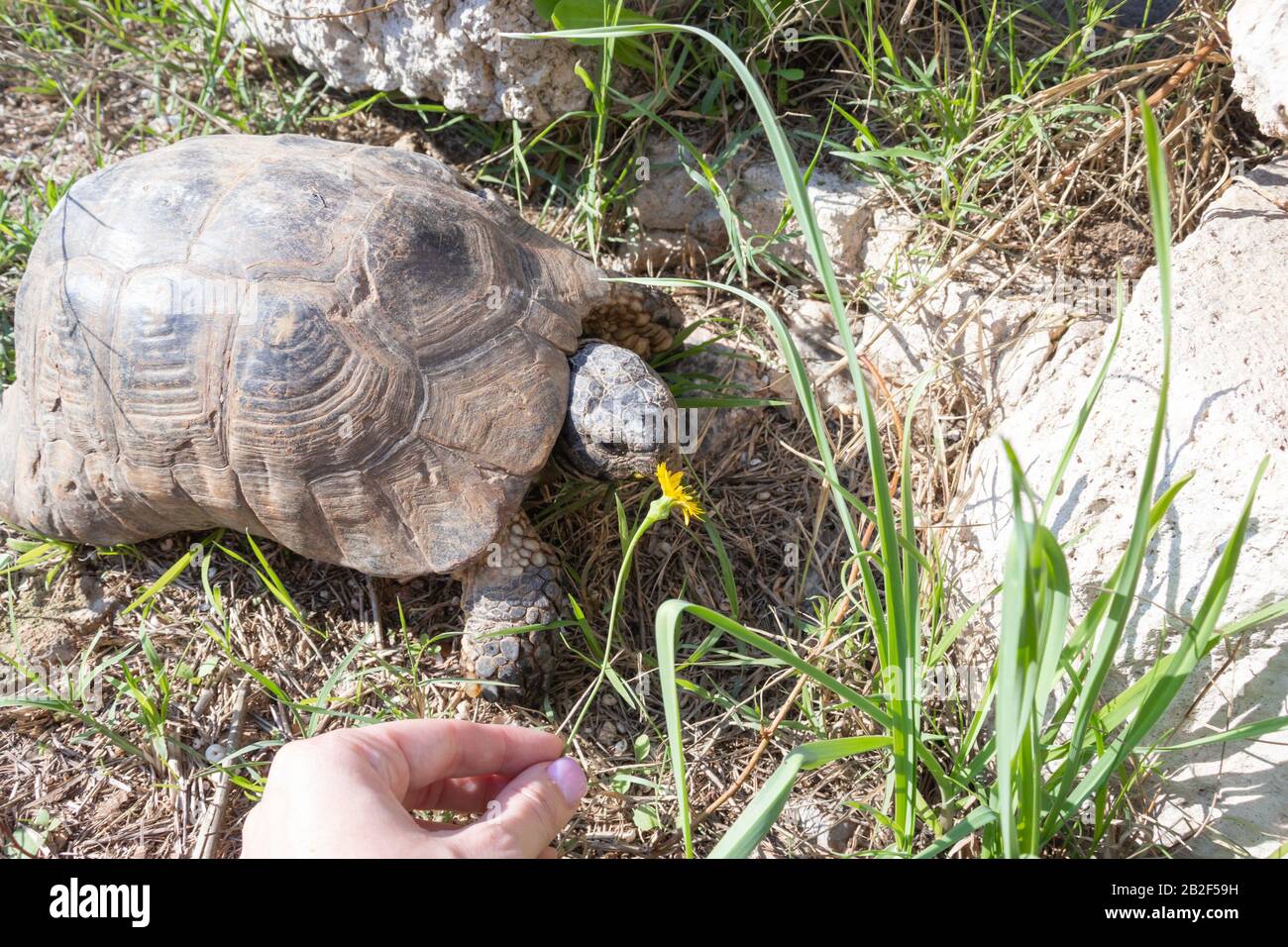 Tortoise eating flower hi-res stock photography and images - Alamy
