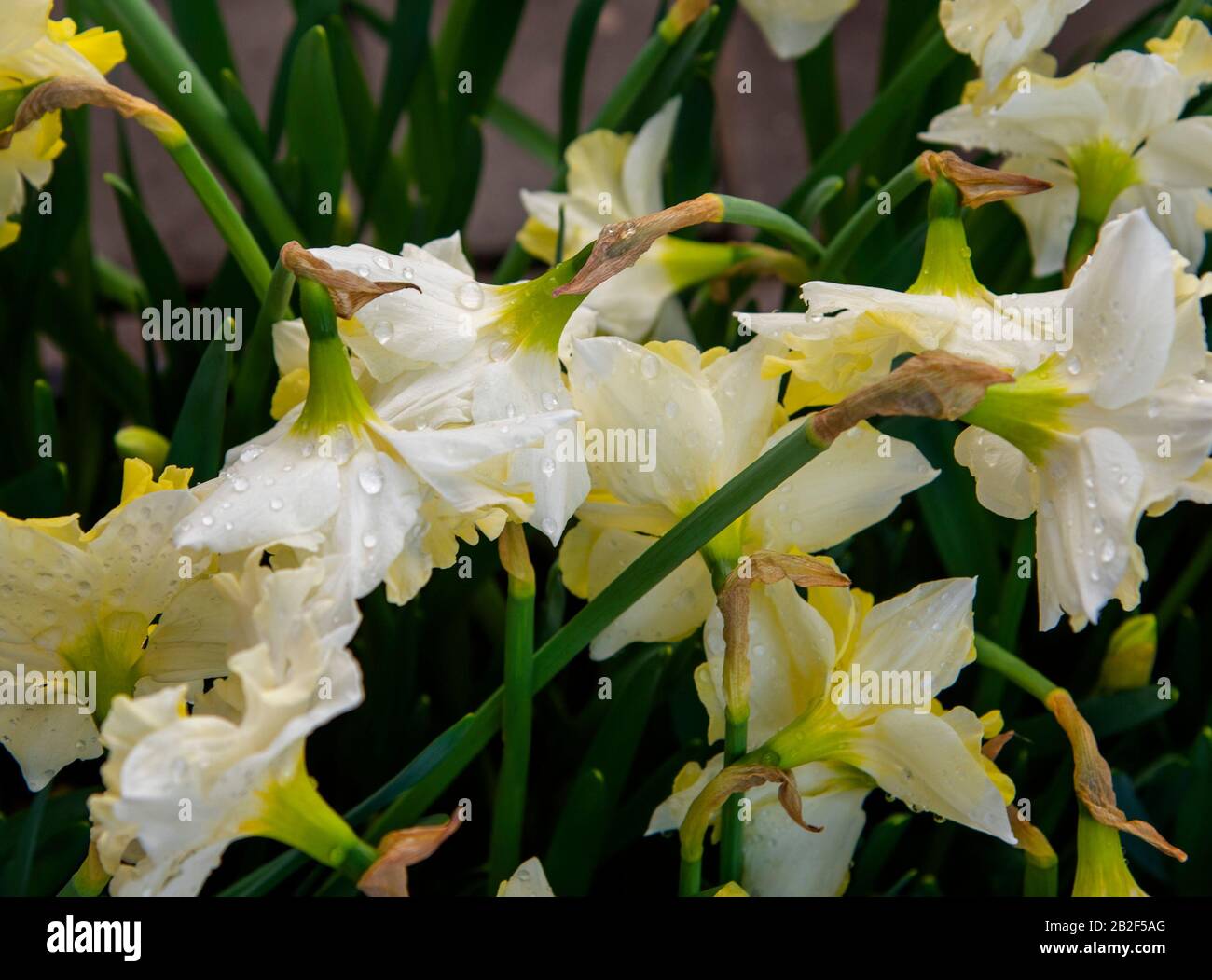 Drooping daffodils with water droplets on their petals against a ...