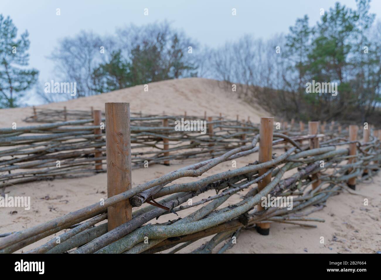 Coastal sand fencing. Restored and stabilized sand dune habitat ...