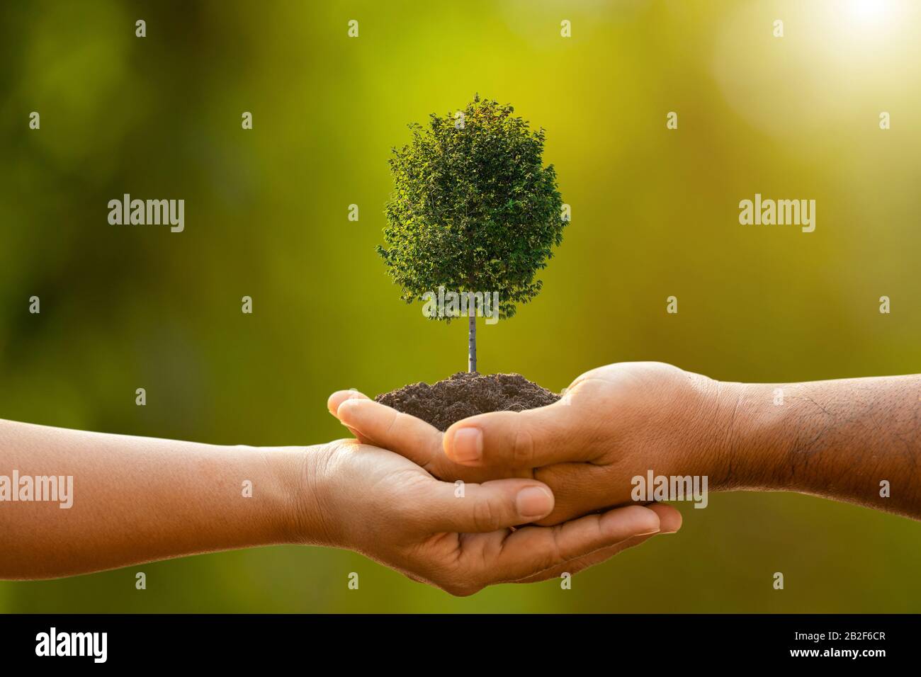 Close up hand of two people holding tree in soil on outdoor sunlight ...