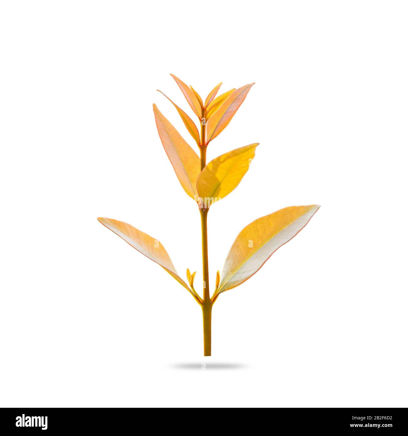 Young top tree leaf isolated on white background Stock Photo - Alamy