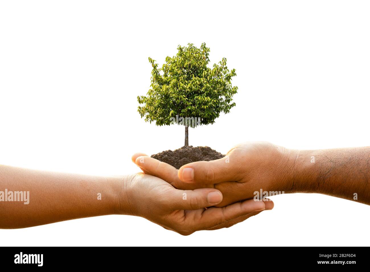 Close up hand of two people holding tree in soil isolated on white ...