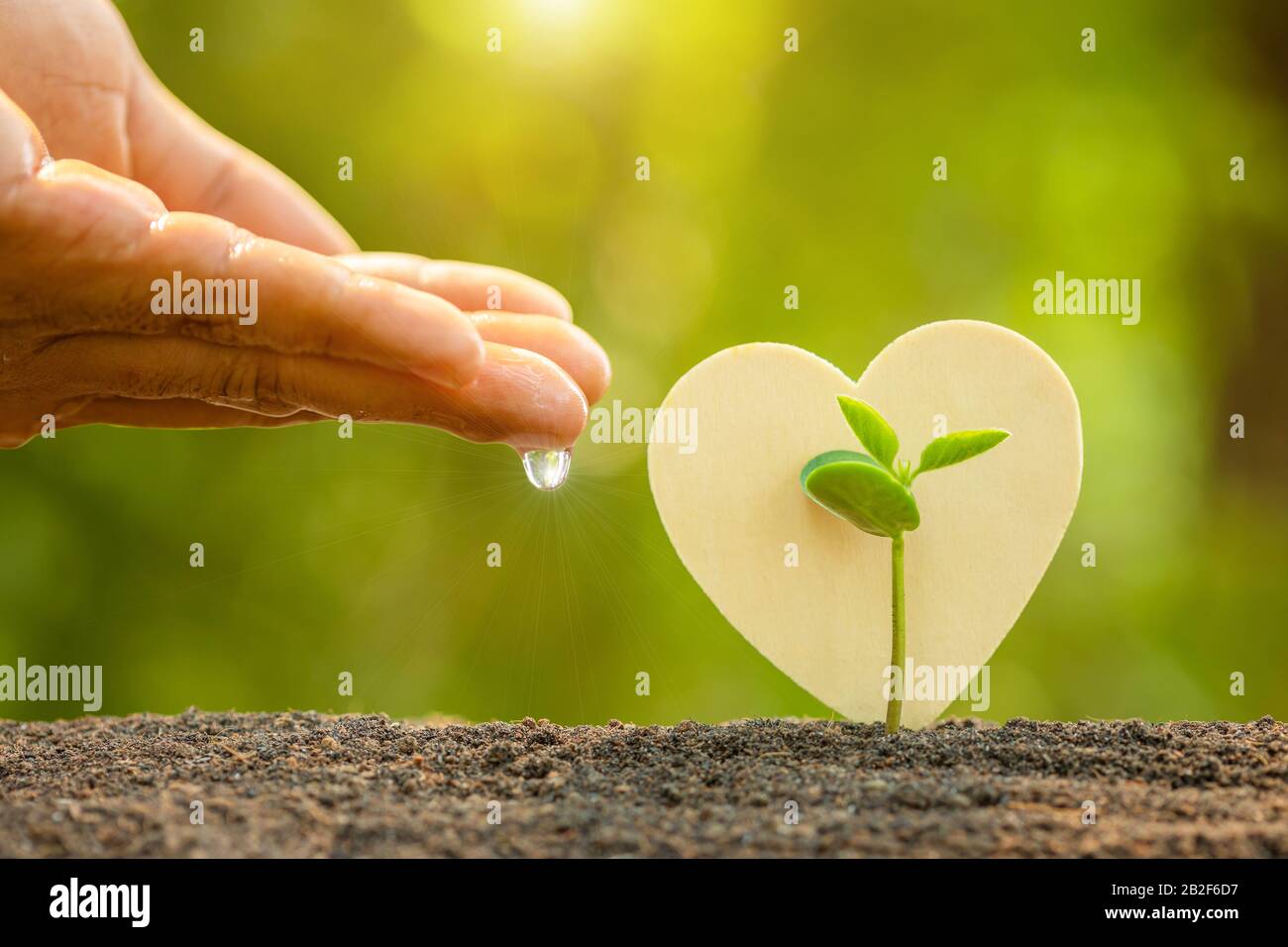 Close up hand giving water to young green sprout growing in soil and ...