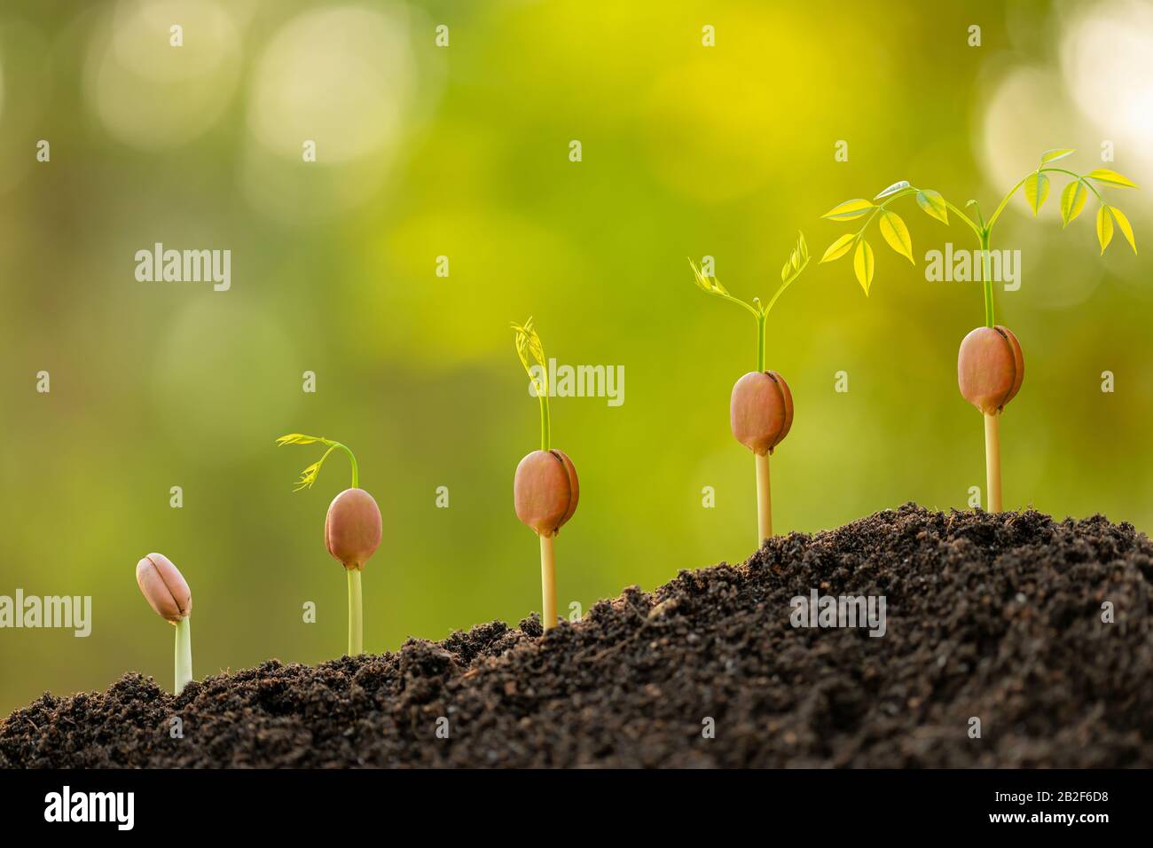 Young green sprout growing in soil with outdoor sunlight and green blur ...