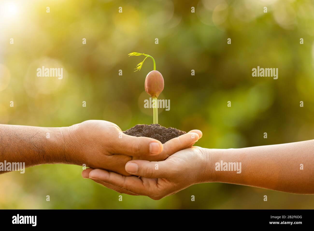 Close up hand of two people holding tree in soil on outdoor sunlight ...