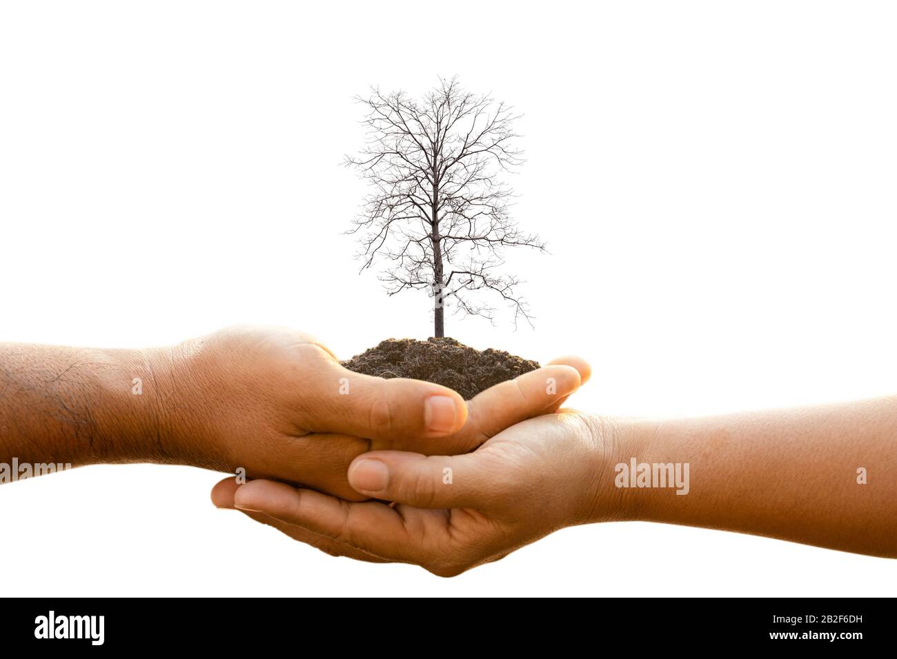 Close up hand of two people holding dead tree in soil isolated on white ...